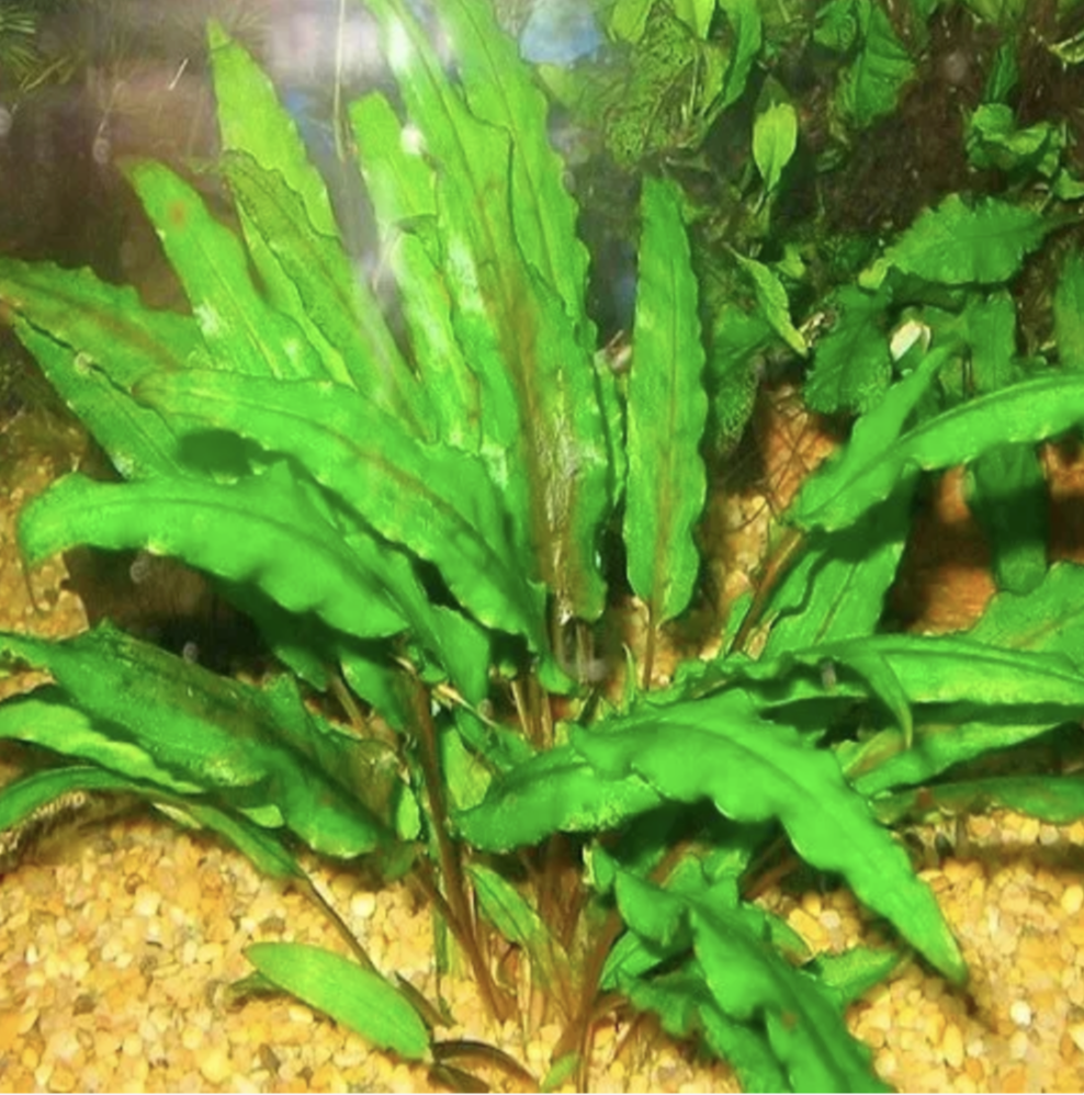 Cryptocoryne im Topf oder In-Vitro? | Flowgrow