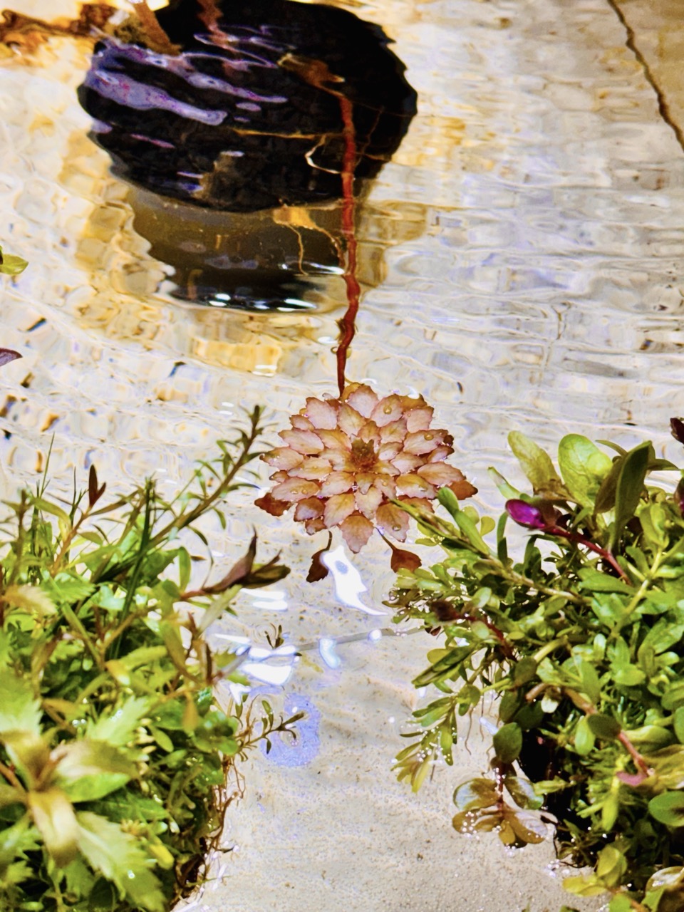 Zeigt Eure besten Pflanzenfotos! | Seite 5 | Flowgrow