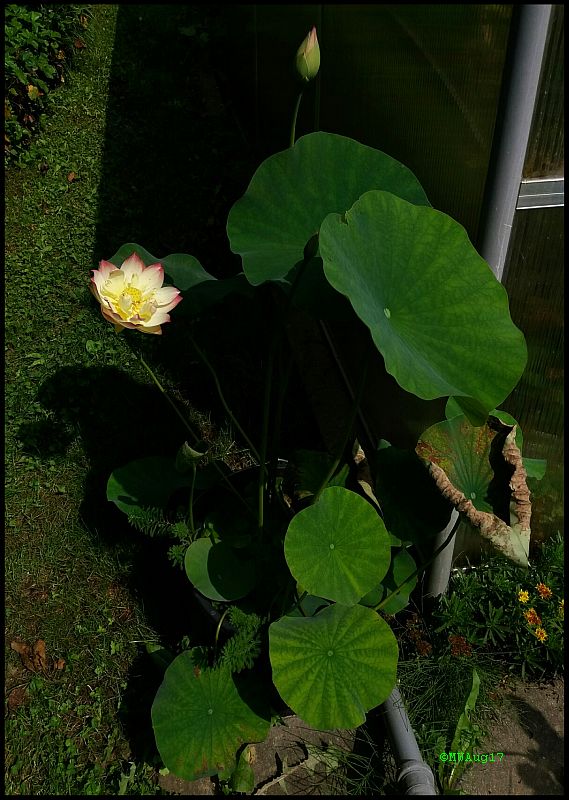 rote Pflanzen wollen nicht | Flowgrow