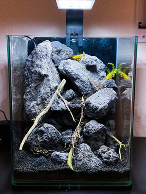 Nano Cube 20L Paludarium | Flowgrow