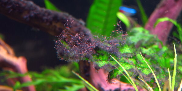 Bartalgen, Pinselalgen, Fadenalgen. | Flowgrow