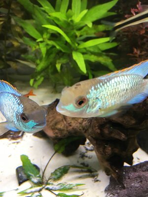 Fische haben schwarze flecken am Kopf | Flowgrow