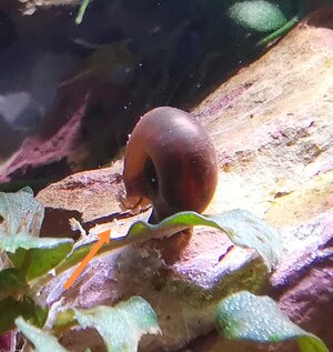 Was hat die Schnecke am Panzer | Flowgrow