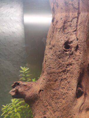 15 Jahre Aquaristik aber das hab ich auch noch nicht erlebt. Würmer auf Wurzel ÜBER dem Wasser ...