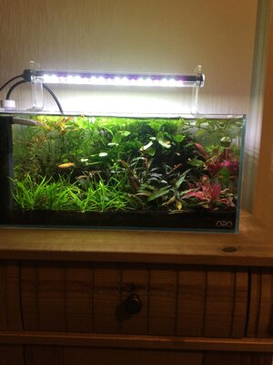 Papageienblatt Krüppelwuchs | Flowgrow