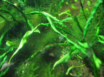 Cladophora-Algen | Flowgrow