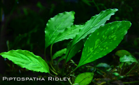 Piptospatha ridleyi | Flowgrow