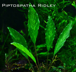 Piptospatha ridleyi | Flowgrow