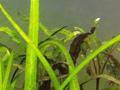 Algenbestimmung und Tipps bitte | Flowgrow