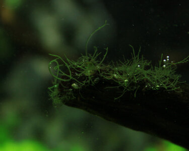 Bartalgen? und Pinselalgen | Flowgrow