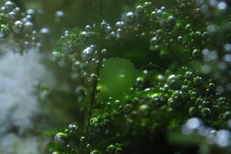 glibbrige grüne Algenbälle... | Flowgrow