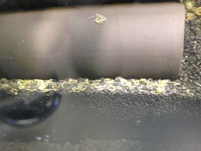 Schnecken haben alles vollgek... absaugen??? | Flowgrow