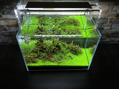 ADA Mini m | Flowgrow