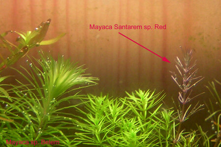 Mayaca sp. "Santarem Red" | Flowgrow