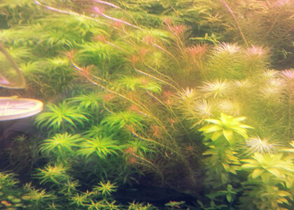 Mayaca sp. "Santarem Red" | Flowgrow