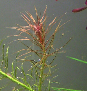 Mayaca sp. "Santarem Red" | Flowgrow