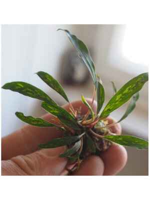 Piptospatha ridleyi | Flowgrow