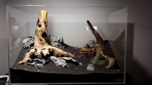 ADA 45P Erstes Scape + DSM | Flowgrow