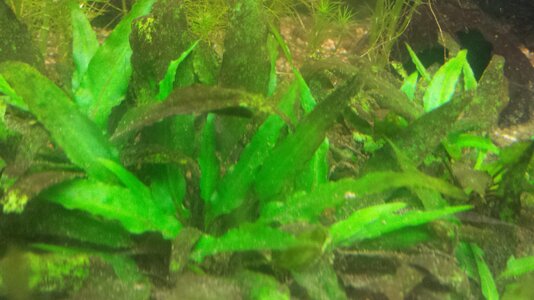 schwarze Algen - steinharter Belag | Flowgrow