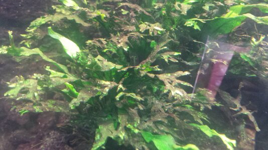 schwarze Algen - steinharter Belag | Flowgrow