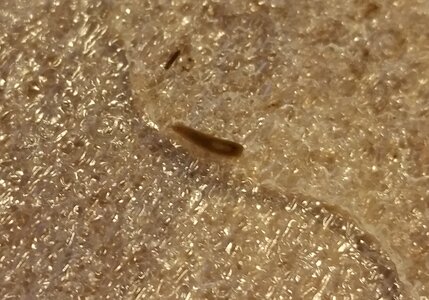 Planarie, Fischegel, Schneckenegel? | Flowgrow