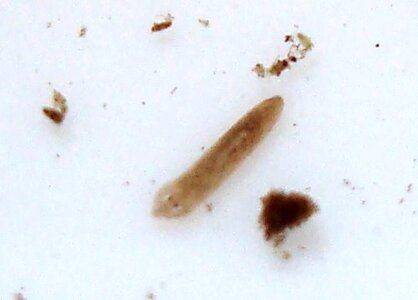 Planarie, Fischegel, Schneckenegel? | Flowgrow