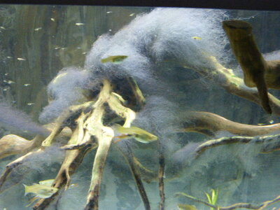 Bartalgen | Flowgrow