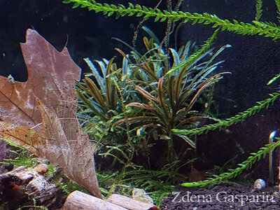 Bucephalandra filiformis (B. sp. "Maligan", "Rosmarin") | Flowgrow