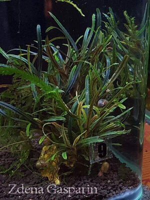 Bucephalandra filiformis (B. sp. "Maligan", "Rosmarin") | Flowgrow