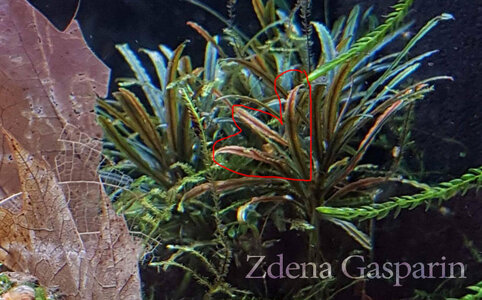 Bucephalandra filiformis (B. sp. "Maligan", "Rosmarin") | Flowgrow