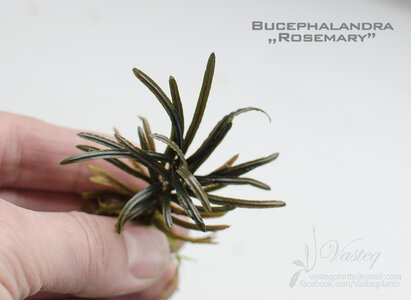 Bucephalandra filiformis (B. sp. "Maligan", "Rosmarin") | Flowgrow