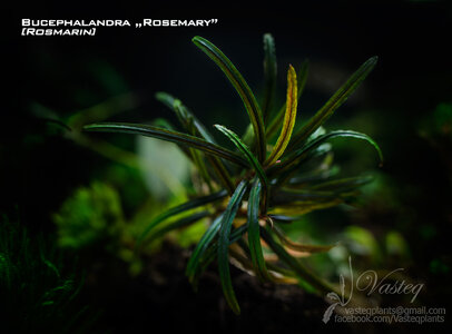 Bucephalandra filiformis (B. sp. "Maligan", "Rosmarin") | Flowgrow