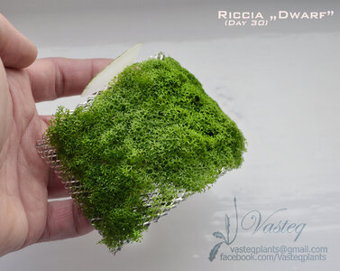 Riccia sp. "Dwarf" | Flowgrow