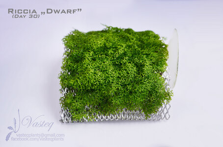 Riccia sp. "Dwarf" | Flowgrow