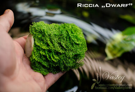 Riccia sp. "Dwarf" | Flowgrow