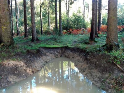 ADA 45P Forest scape by Nigel | Flowgrow