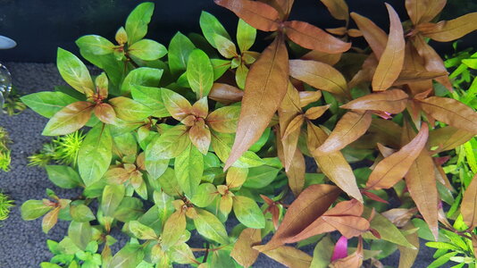 Kalium Mangel ? | Flowgrow