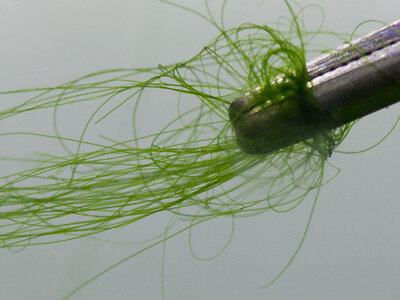 Fadenalgen Bestimmung | Flowgrow