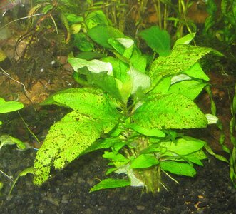 Wasserfreund bekommt Löcher / Mangel? | Flowgrow