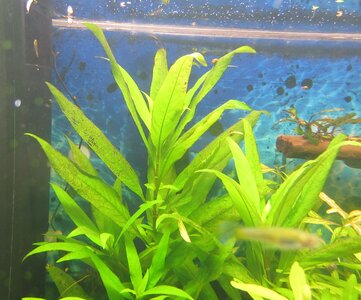 Wasserfreund bekommt Löcher / Mangel? | Flowgrow