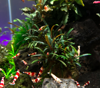Bucephalandra filiformis (B. sp. "Maligan", "Rosmarin") | Flowgrow