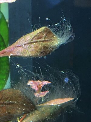 Bartalgen im Aquarium und an Schnecken | Flowgrow