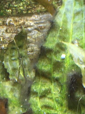 Bartalgen im Aquarium und an Schnecken | Flowgrow