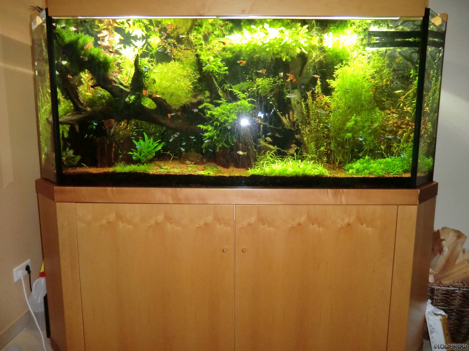 1200l Naturaquarium - Flowgrow Aquascape/Aquarien-Datenbank
