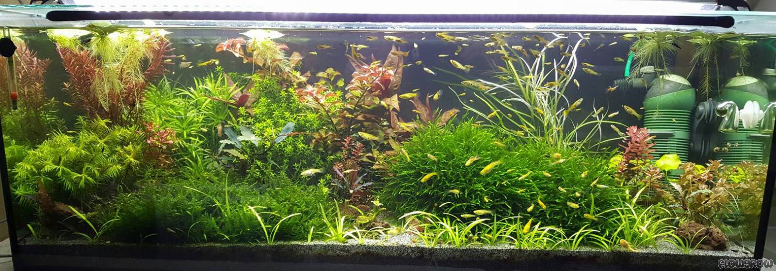 122 Liter Becken Nr 1 - Flowgrow Aquascape/Aquarien-Datenbank