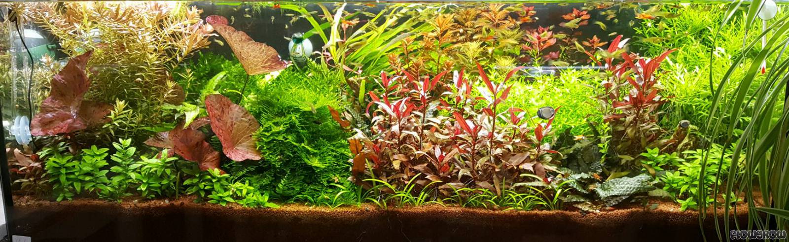122 Liter Becken Nr.3 - Flowgrow Aquascape/Aquarien-Datenbank