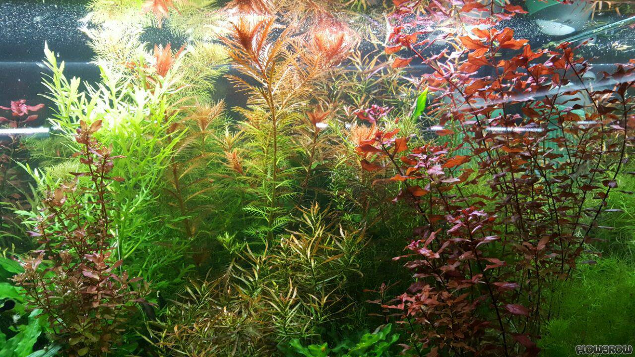 160 Liter Nr.1 - Flowgrow Aquascape/Aquarien-Datenbank