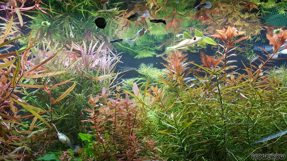 160 Liter Nr.1 - Flowgrow Aquascape/Aquarien-Datenbank