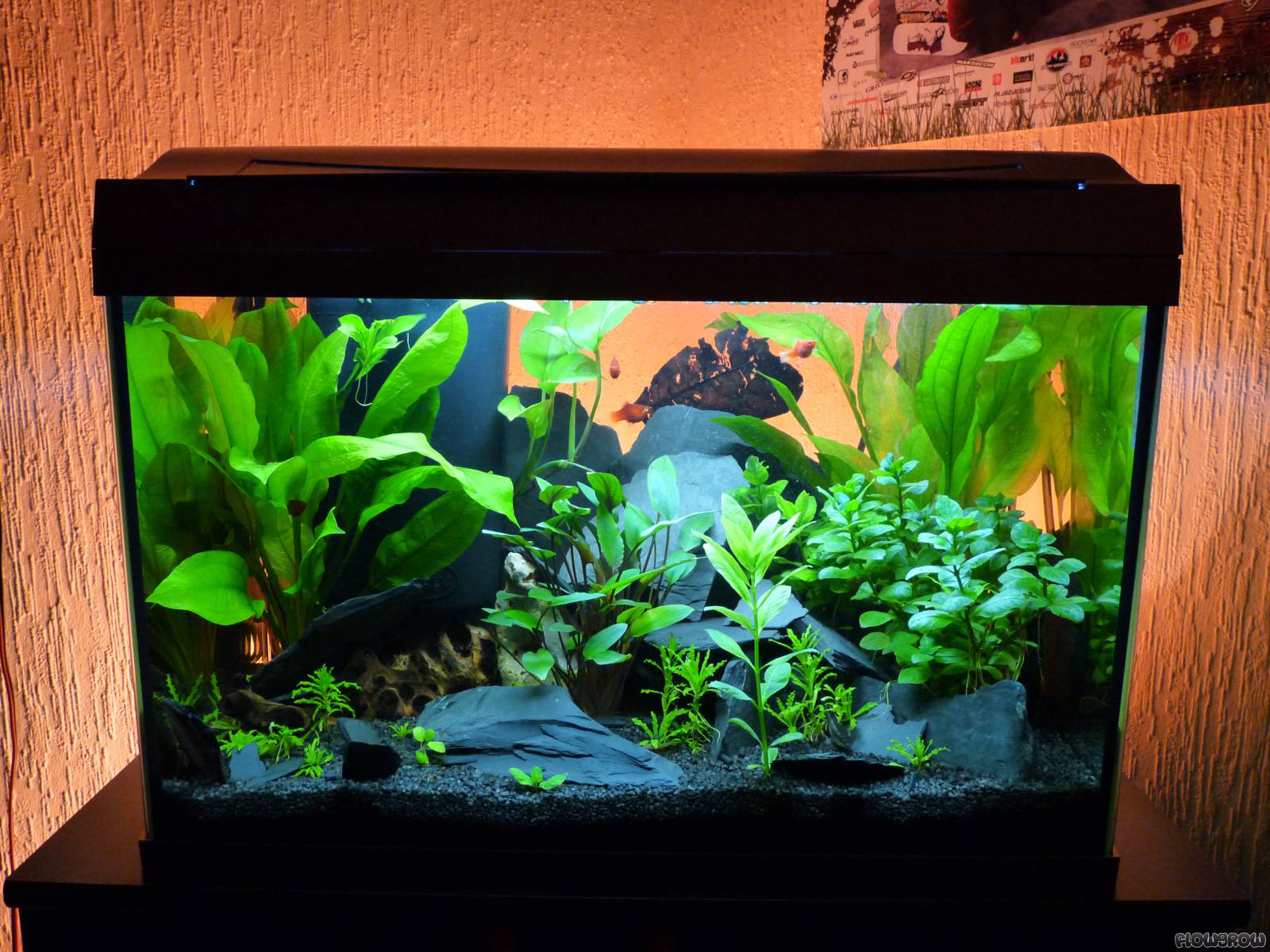 1st Tank 60 L - Flowgrow Aquascape/Aquarien-Datenbank