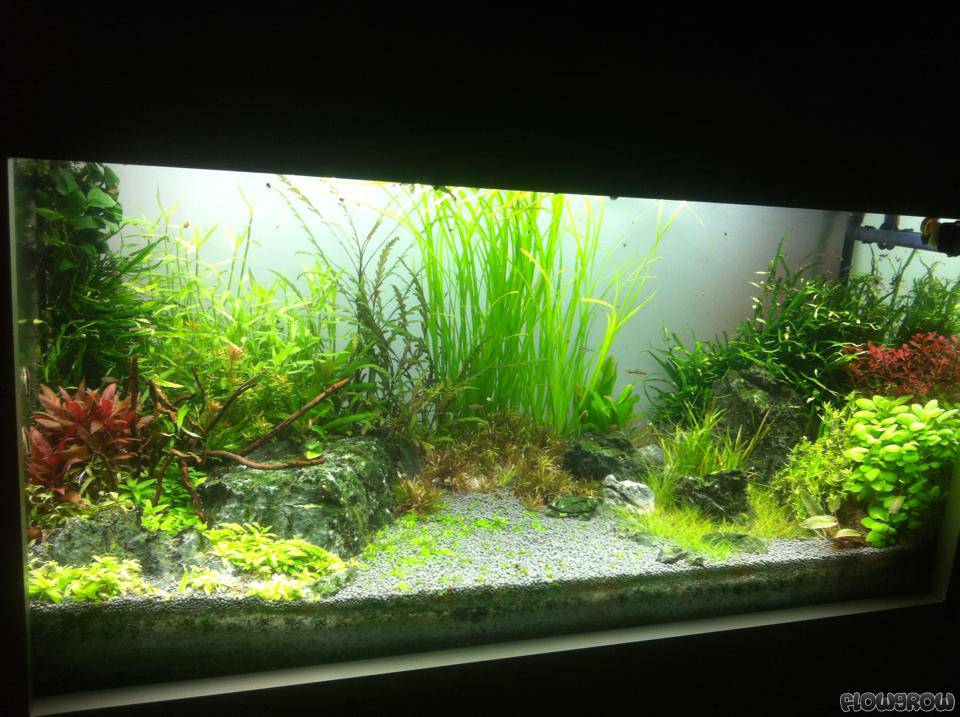 200 L in der Wand - Flowgrow Aquascape/Aquarien-Datenbank